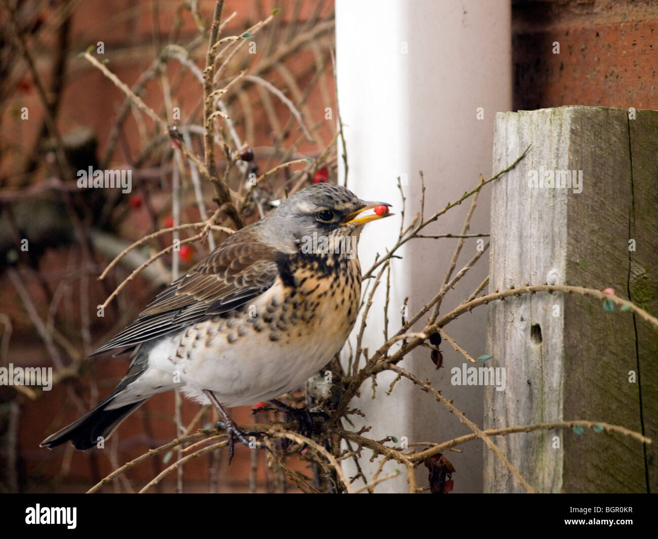 Bird fieldfare hi-res stock photography and images - Alamy