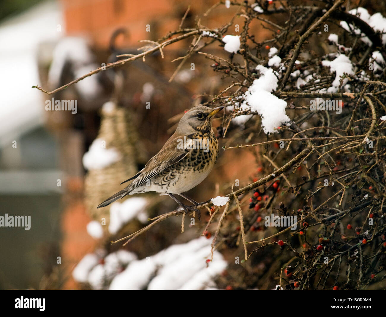 Fieldfare in a English garden in the winter Stock Photo - Alamy