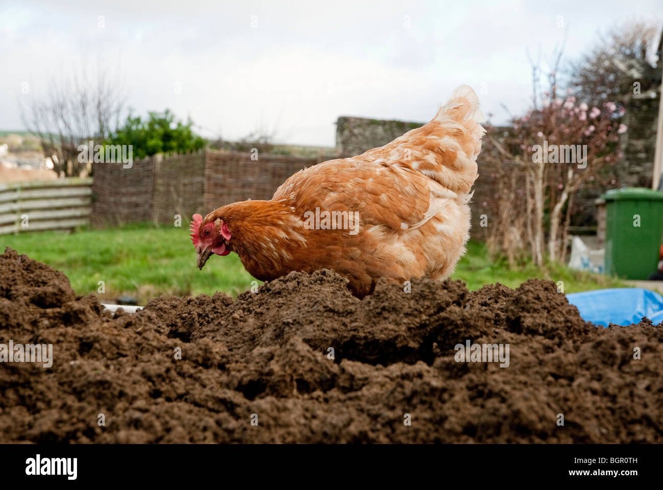 Busy hen looking for worms on bare earth in garden setting Stock Photo ...