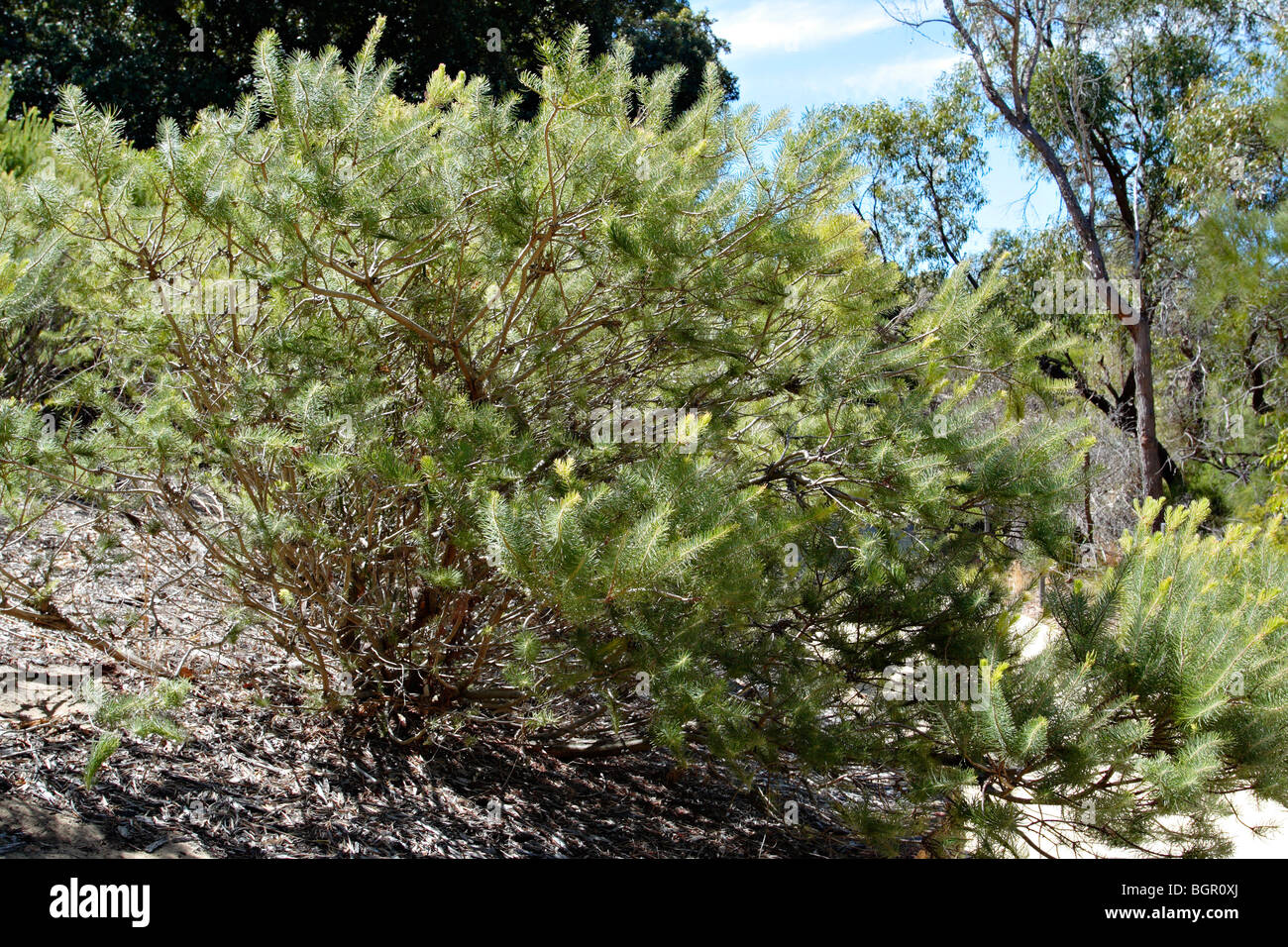 Plants at Western Australian Botanic Garden, Kings Park, in Perth ...
