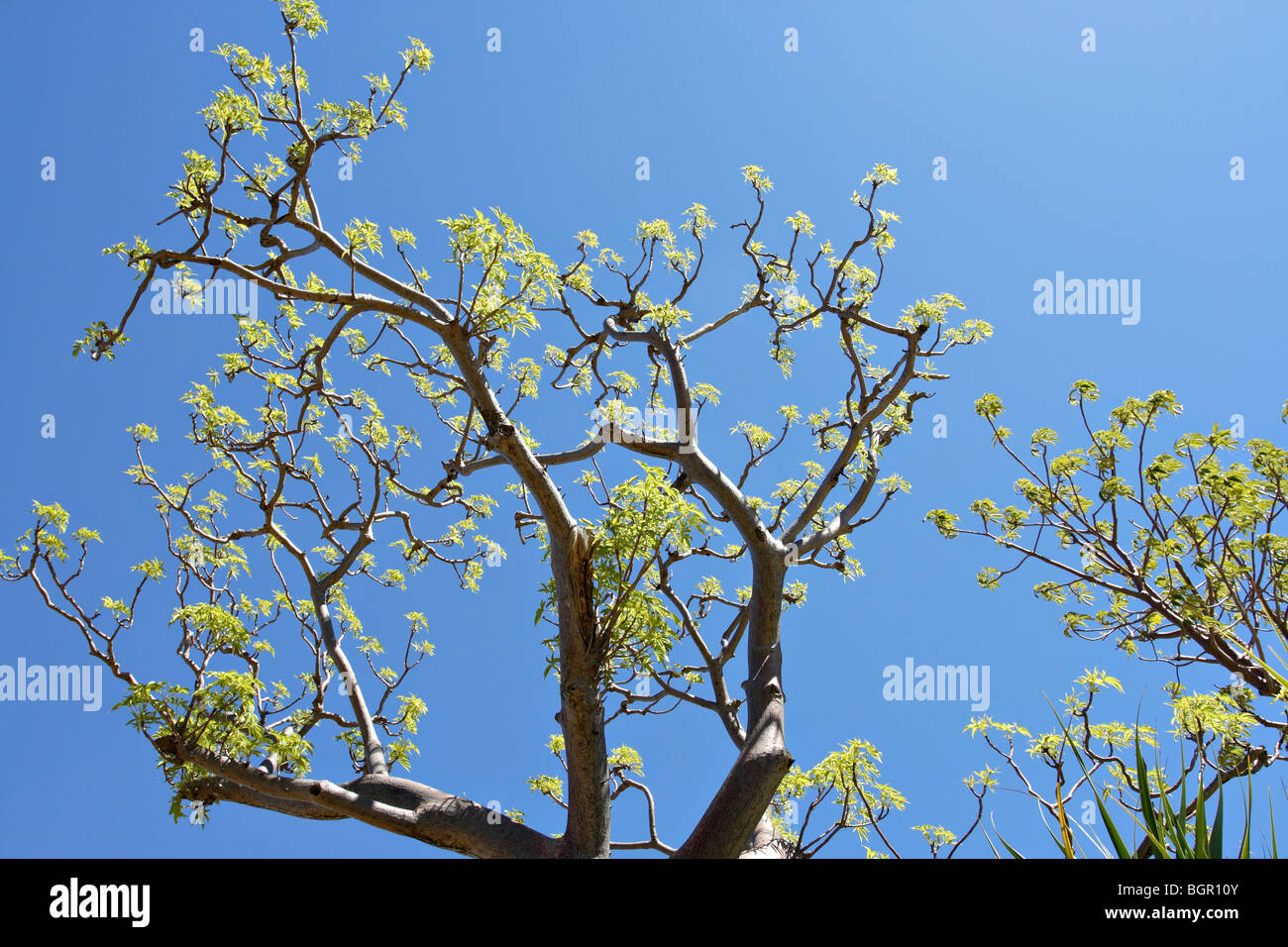 Adansonia Gregorii High Resolution Stock Photography and Images - Alamy