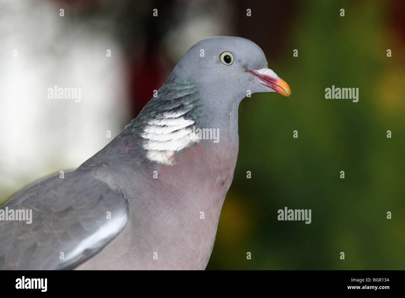Detail head shot of Wood pigeon Stock Photo - Alamy