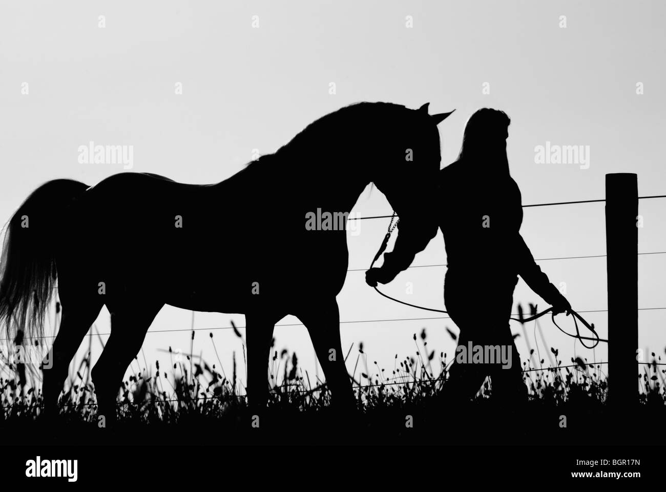 Thoroughbred Silhouette
