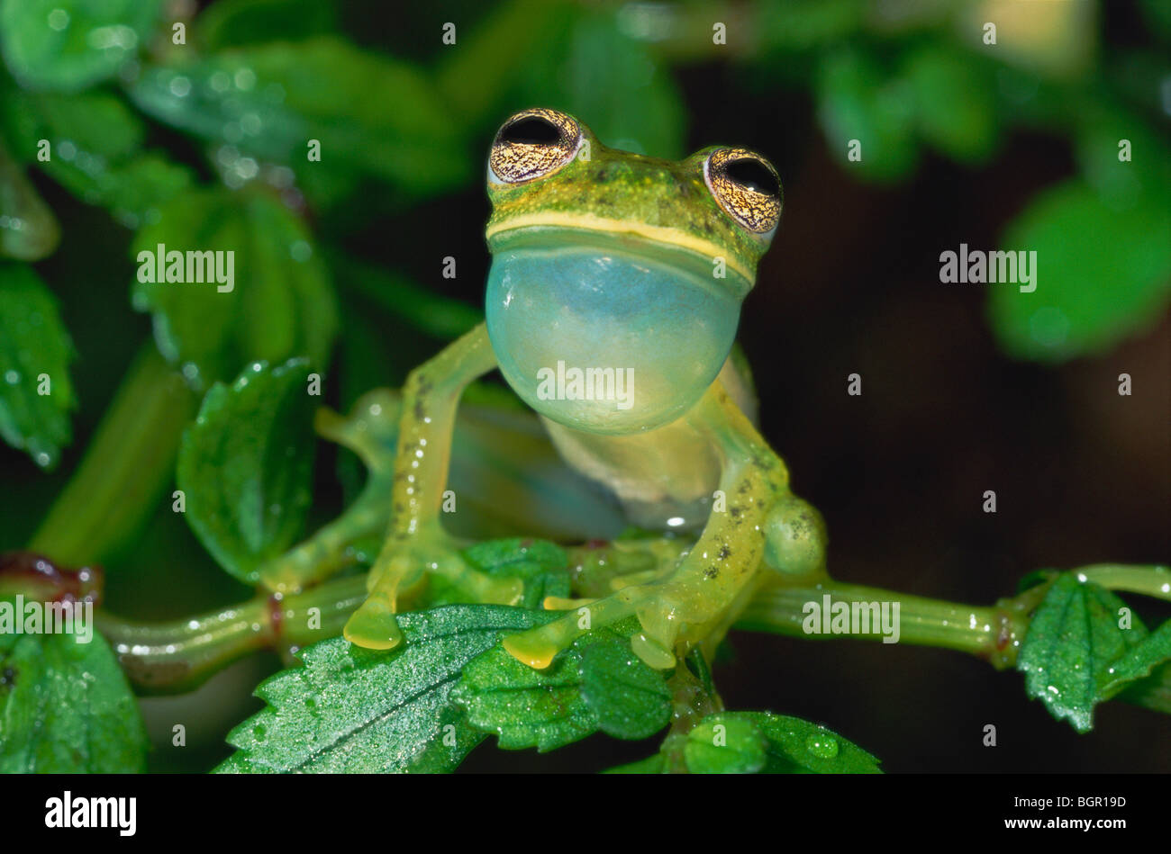 Glass Frog (Cochranella truebae), male calling vocal sac inflated, Manu ...