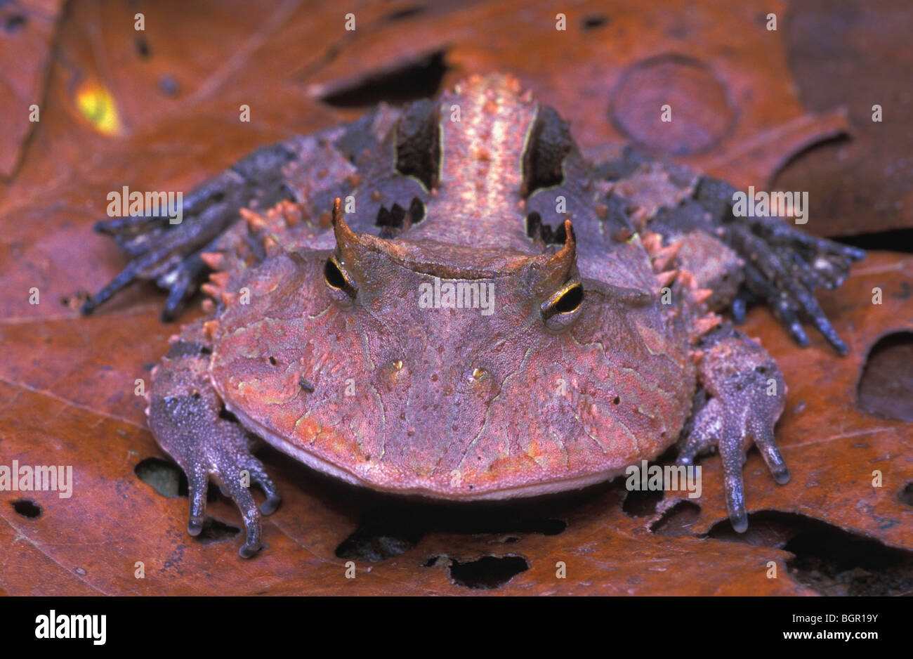Horn frogs hi-res stock photography and images - Alamy