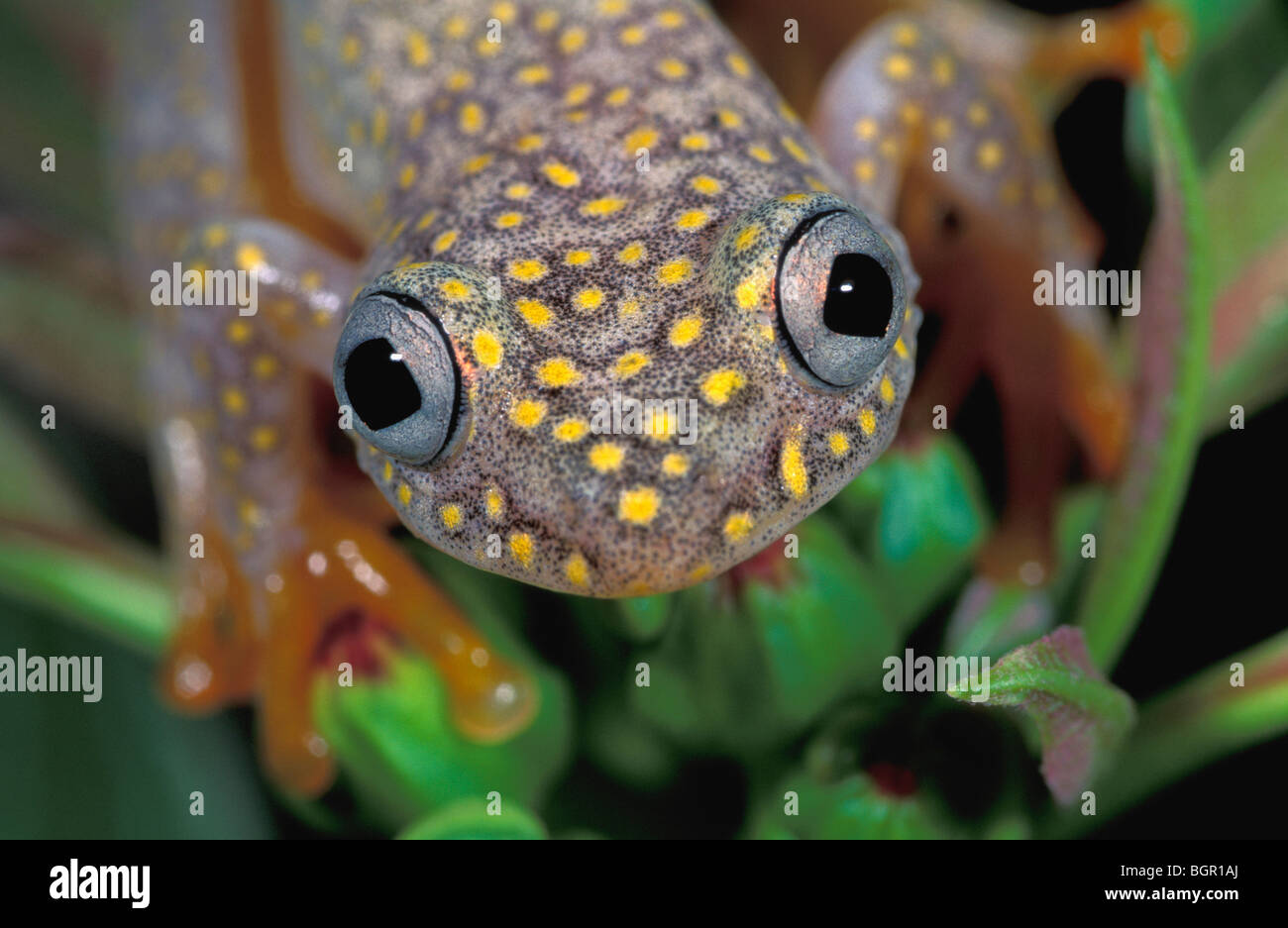 White Spotted Reed Frog (Heterixalus alboguttatus), adult, Ranomafana ...