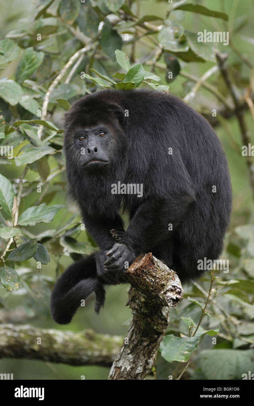 Guatemalan or Black Howler Monkey (Alouatta pigra), adult in tree ...