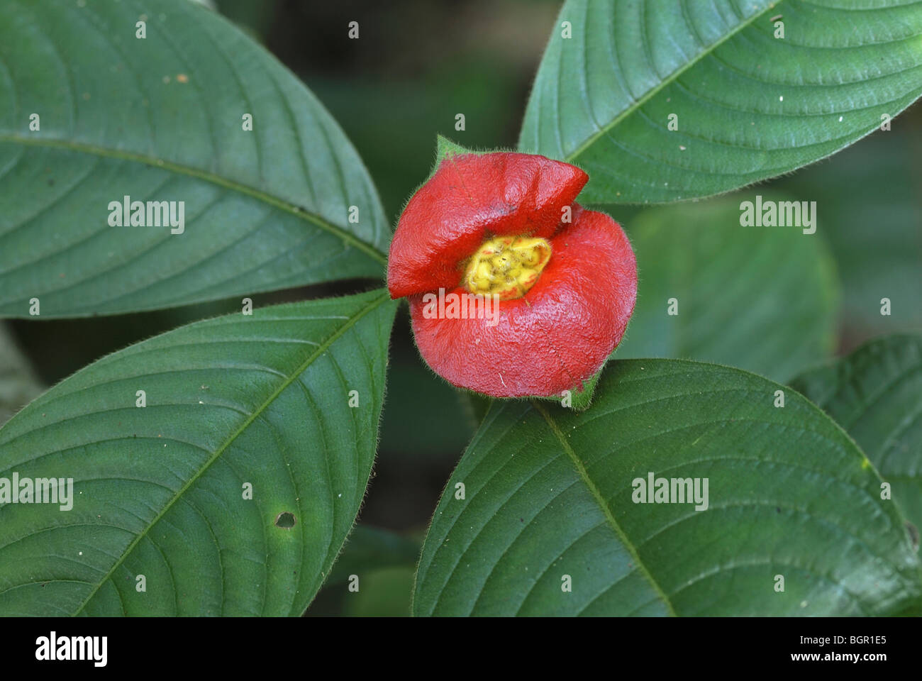 Tropical flower (Cephaelis elata), Rubiaceae, Belize Stock Photo - Alamy
