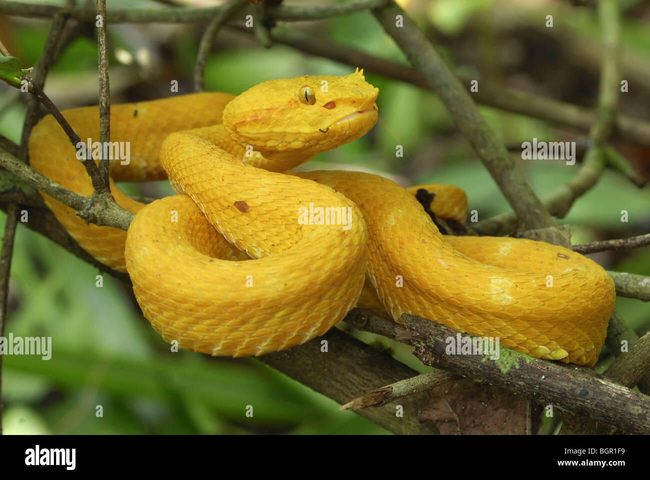 Eyelash Pit Viper (Bothriechis schlegelii), adult, yellow coloration ...