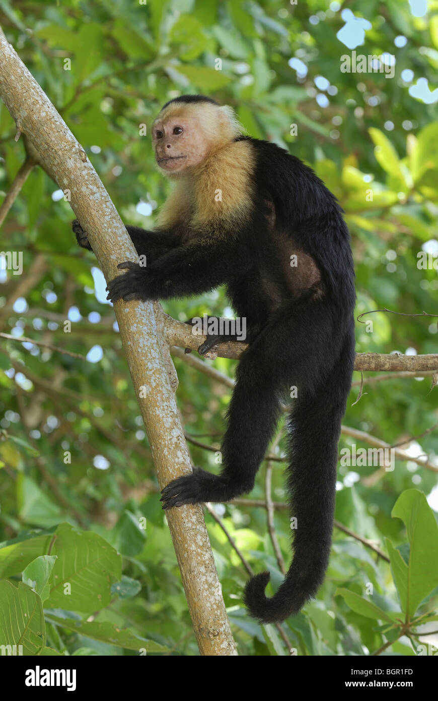 White-throated Capuchin (Cebus capucinus), adult climbing on a forest ...