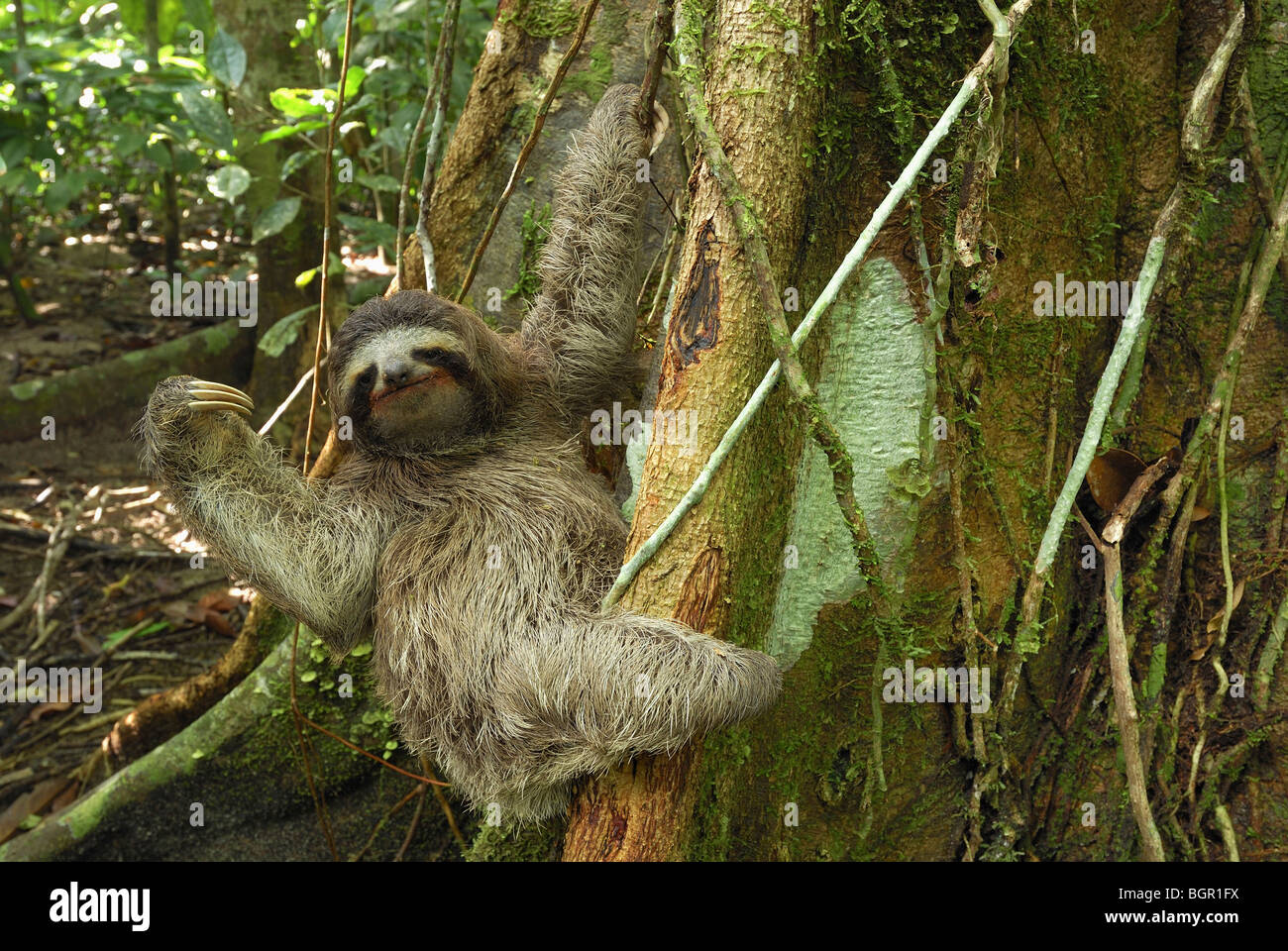 Brown-throated Three-toed Sloth (Bradypus variegatus), adult, Cahuita ...