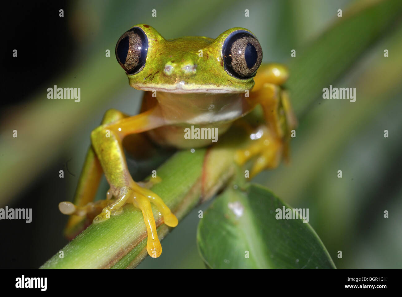 Lemur tree frog hi-res stock photography and images - Alamy