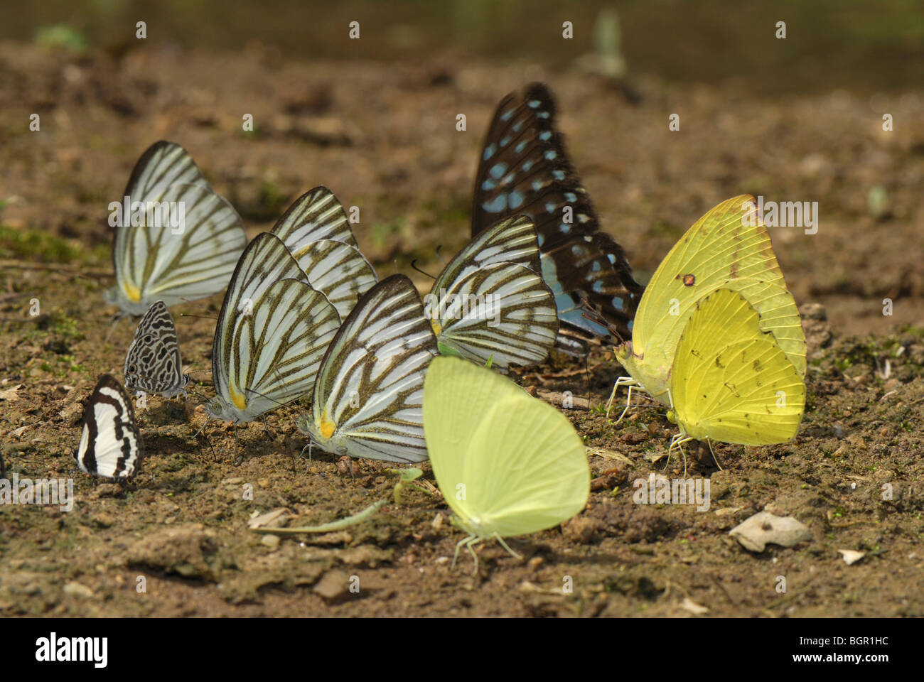 Different Butterflies (Pieridae, Papilionidae, and Lycaenidae) drinking ...