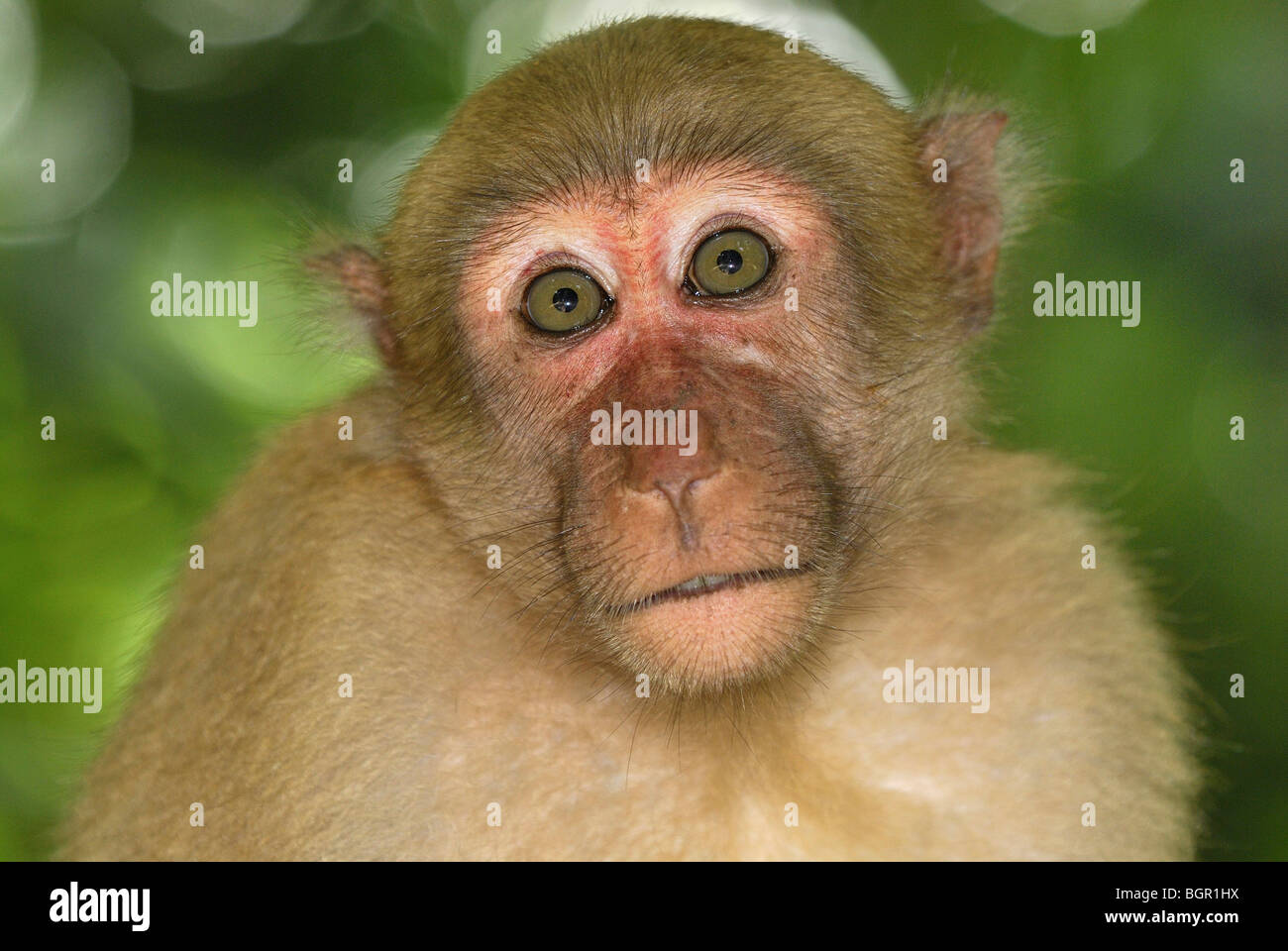 Assamese Macaque (Macaca assamensis), adult, Erawan National Park ...