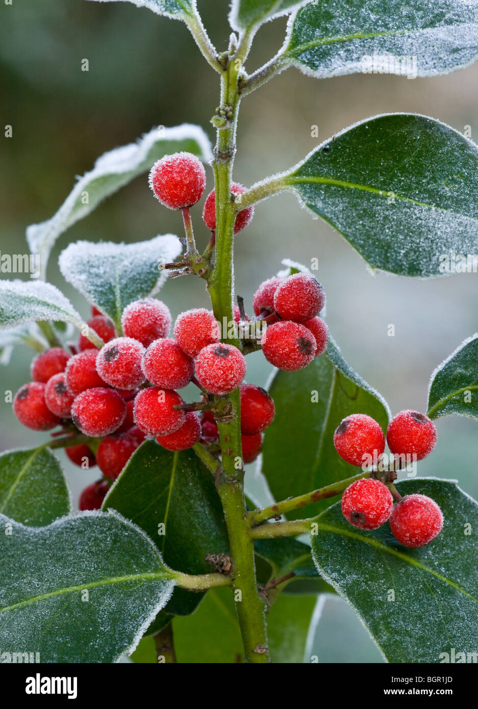 Holly covered with frost hi-res stock photography and images - Alamy