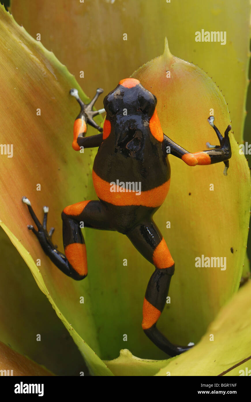 Red-banded Poison Frog (Dendrobates lehmanni), adult in a bromeliad ...