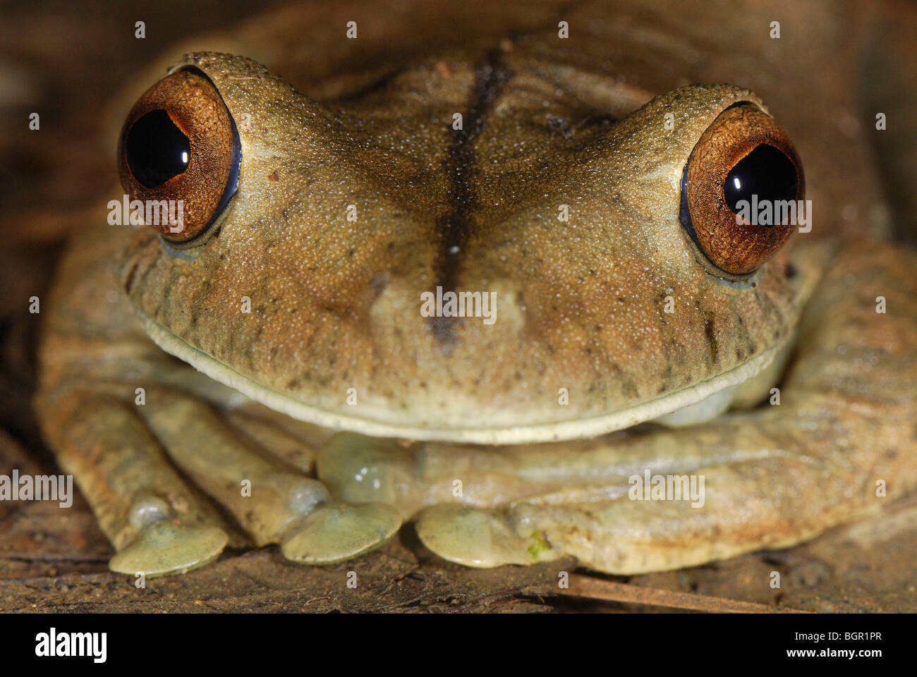 Gladiator Tree Frog head (Hypsiboas rosenbergi), adult, San Cipriano ...