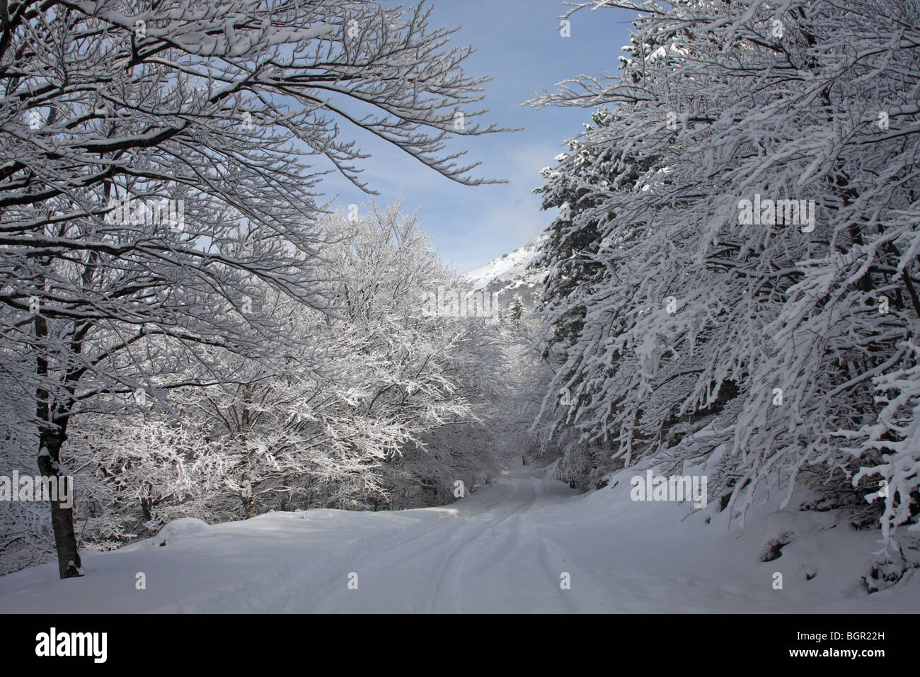 A forest in snow, Central Balkan National Park, winter, Bulgaria Stock ...