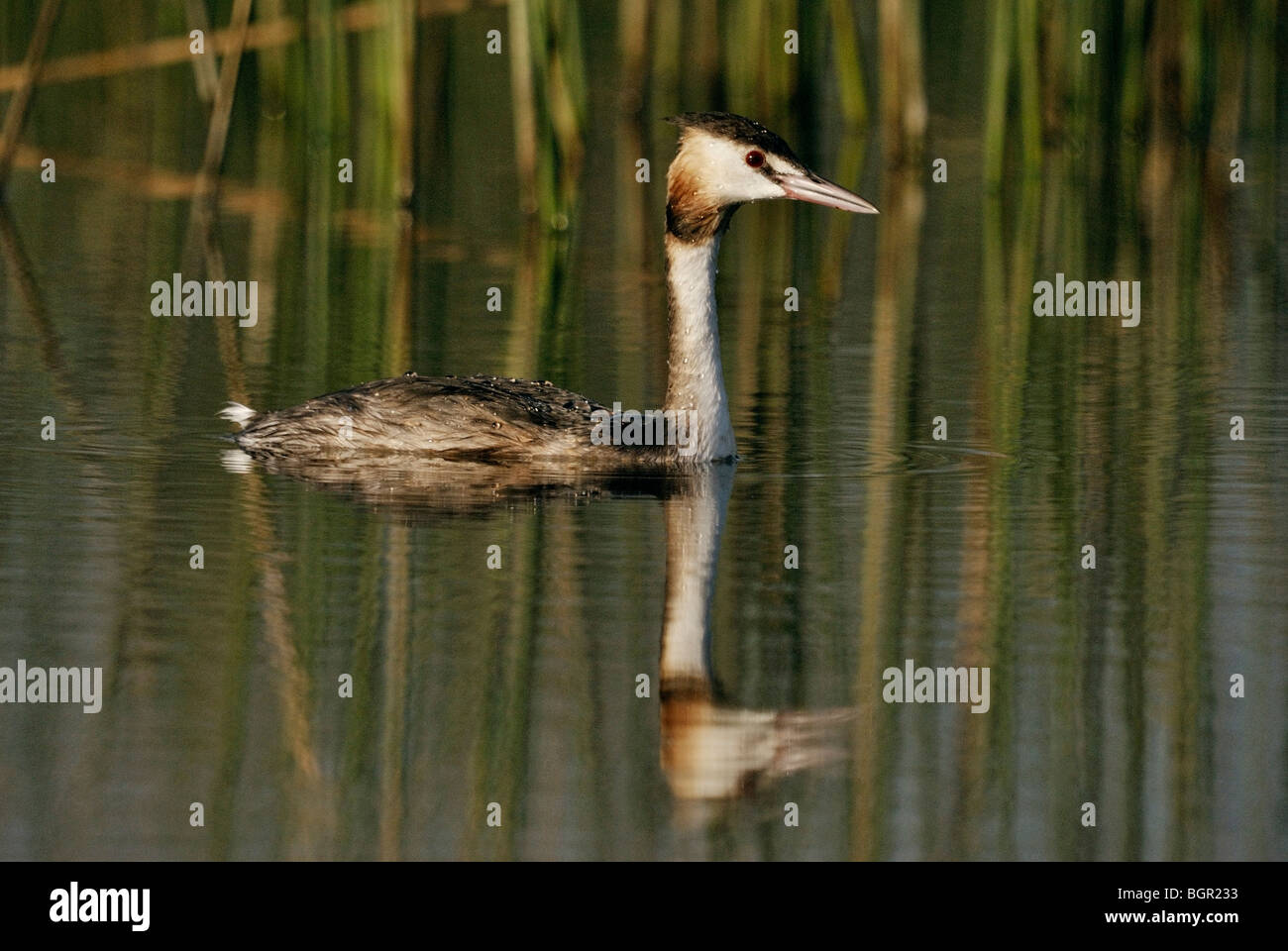 great crested grebe Stock Photo - Alamy