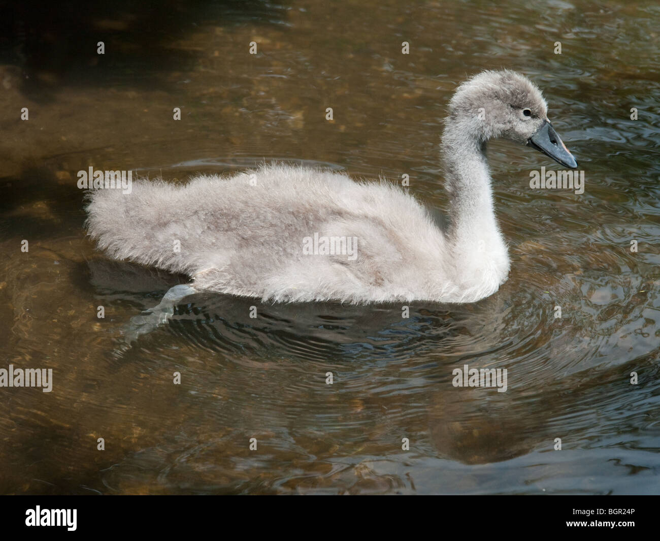 Swimming cygnet hi-res stock photography and images - Alamy