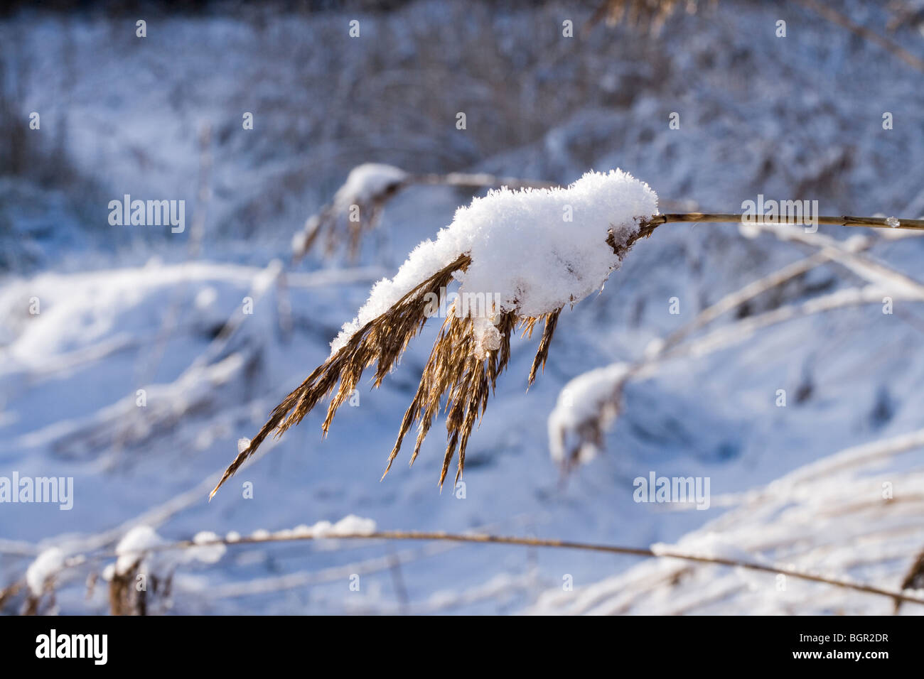 Seed heads and snow hi-res stock photography and images - Alamy