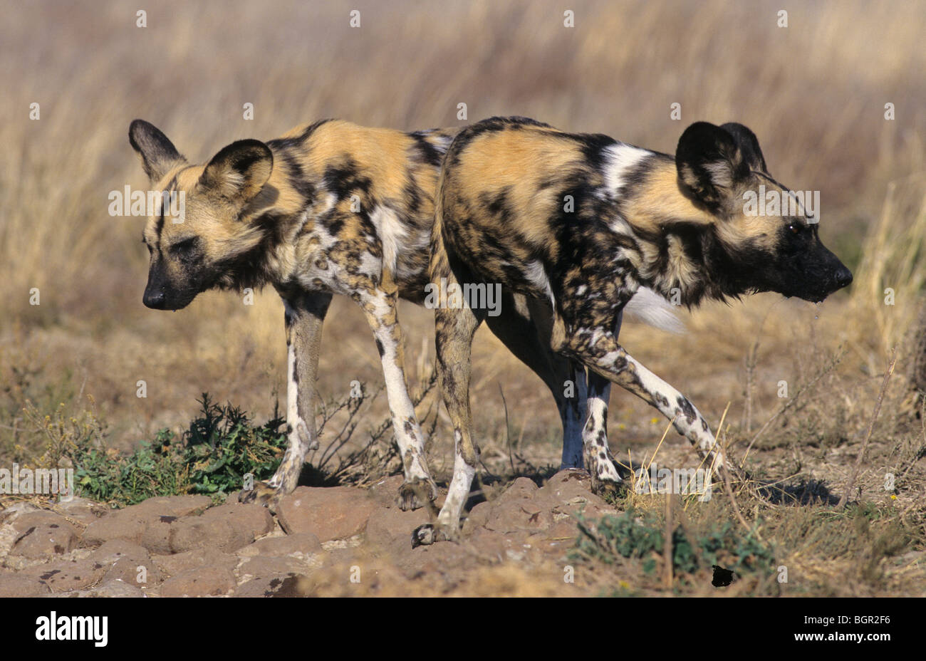 African wild dogs, Lycaon pictus, captive, South Africa Stock Photo - Alamy