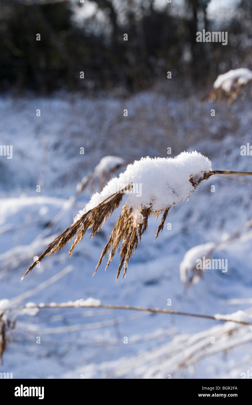 Phramites hi-res stock photography and images - Alamy