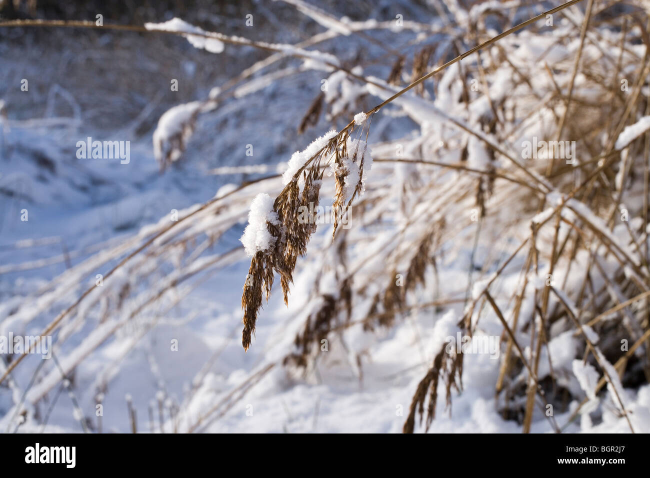 Panicle reeds hi-res stock photography and images - Alamy
