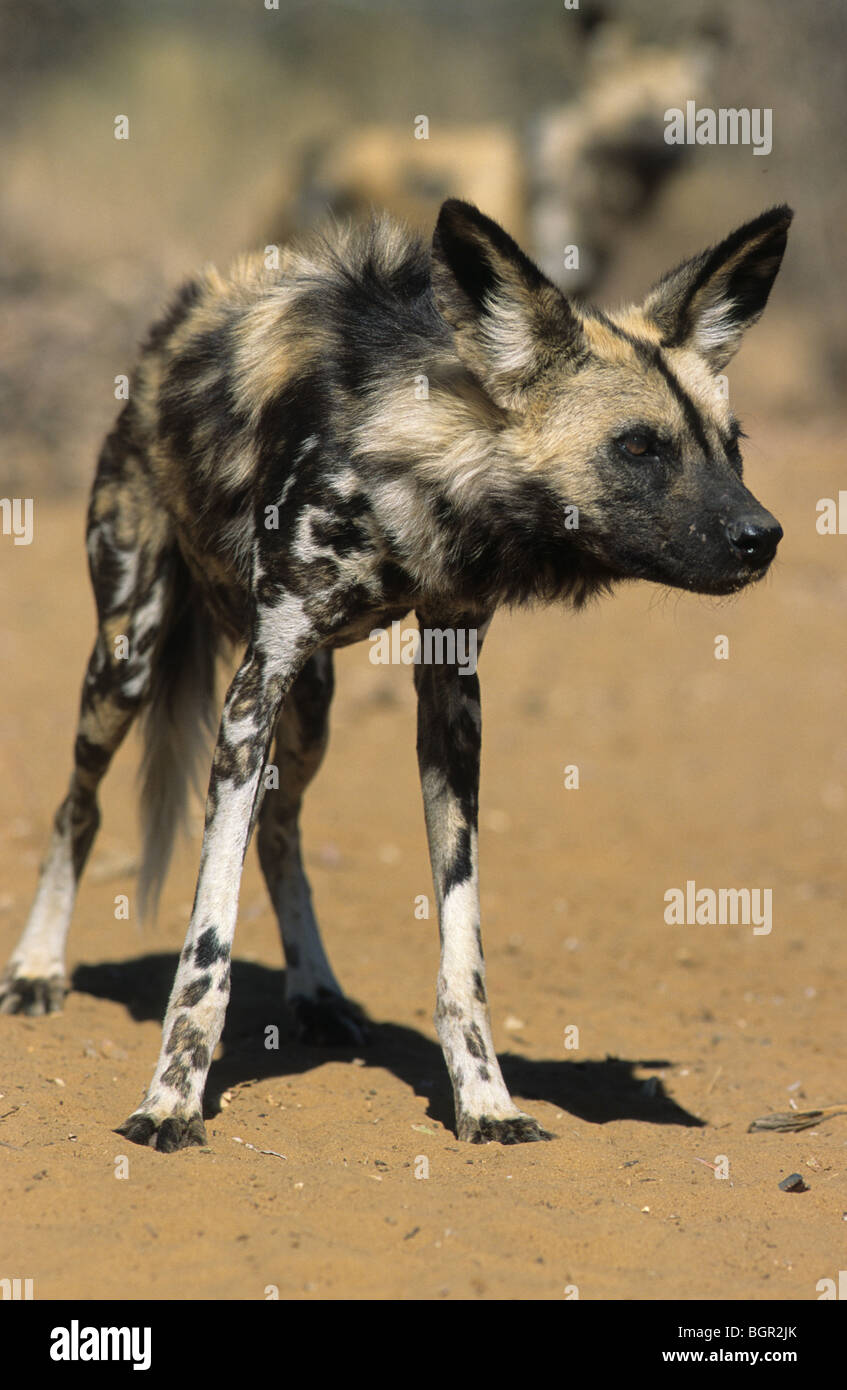 African wild dog, Lycaon pictus, captive, Namibia Stock Photo - Alamy
