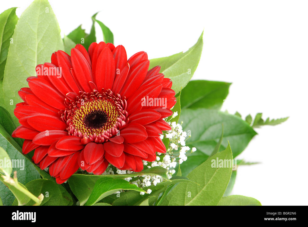Red flower bouquet isolated Stock Photo - Alamy