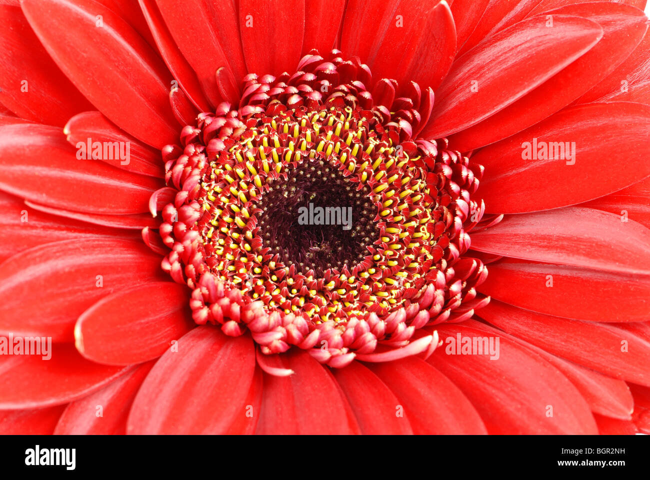 Red gerbera flower background Stock Photo - Alamy