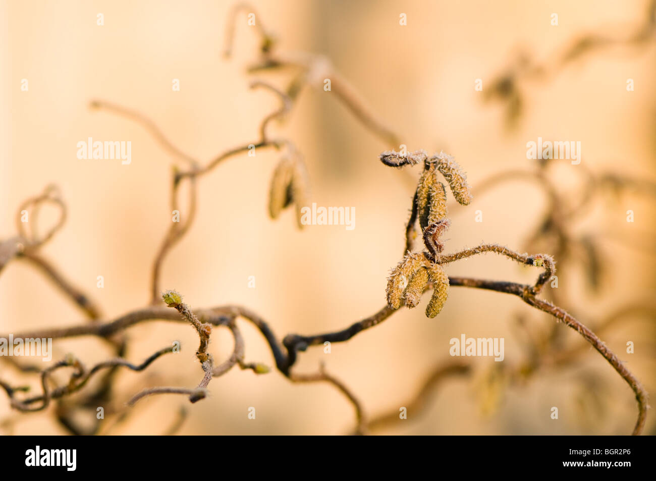 Corkscrew or Contorted Hazel Stems with hoar frost Stock Photo - Alamy