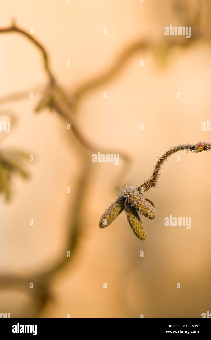 Corkscrew or Contorted Hazel Stems with hoar frost Stock Photo - Alamy