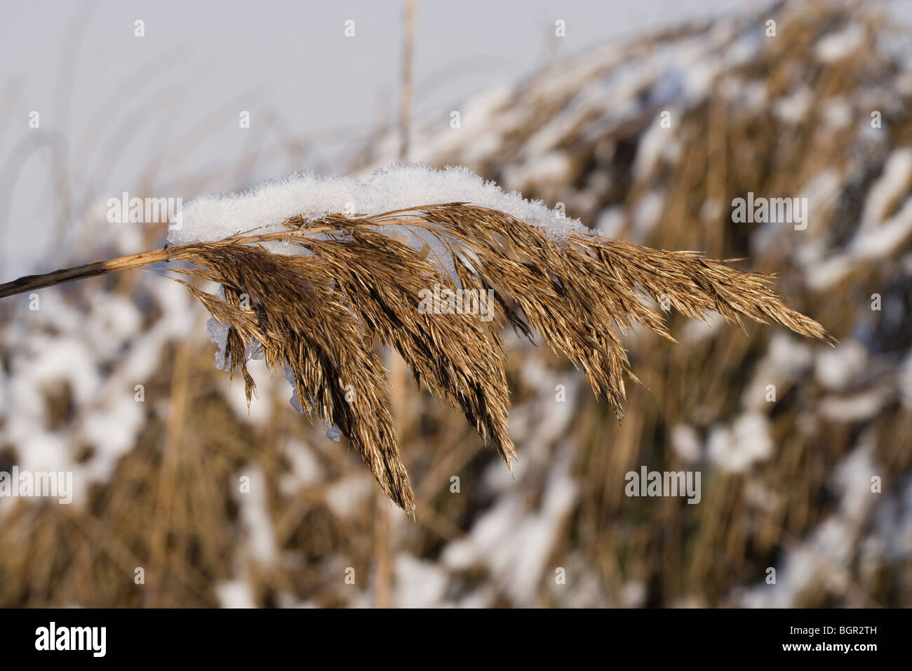 Common reed winter hi-res stock photography and images - Alamy