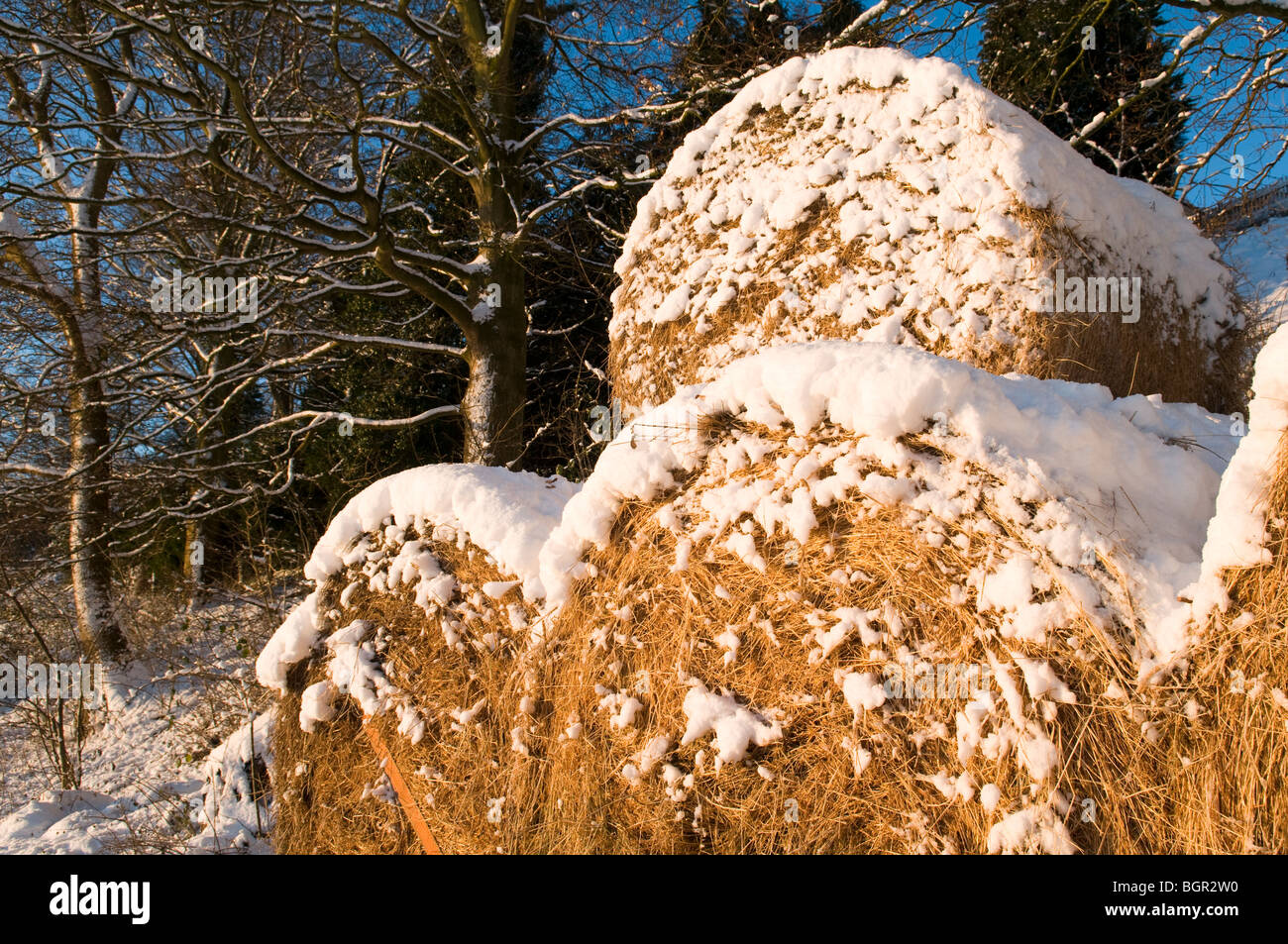 Snow-covered hay bales in The Cotswolds Stock Photo - Alamy