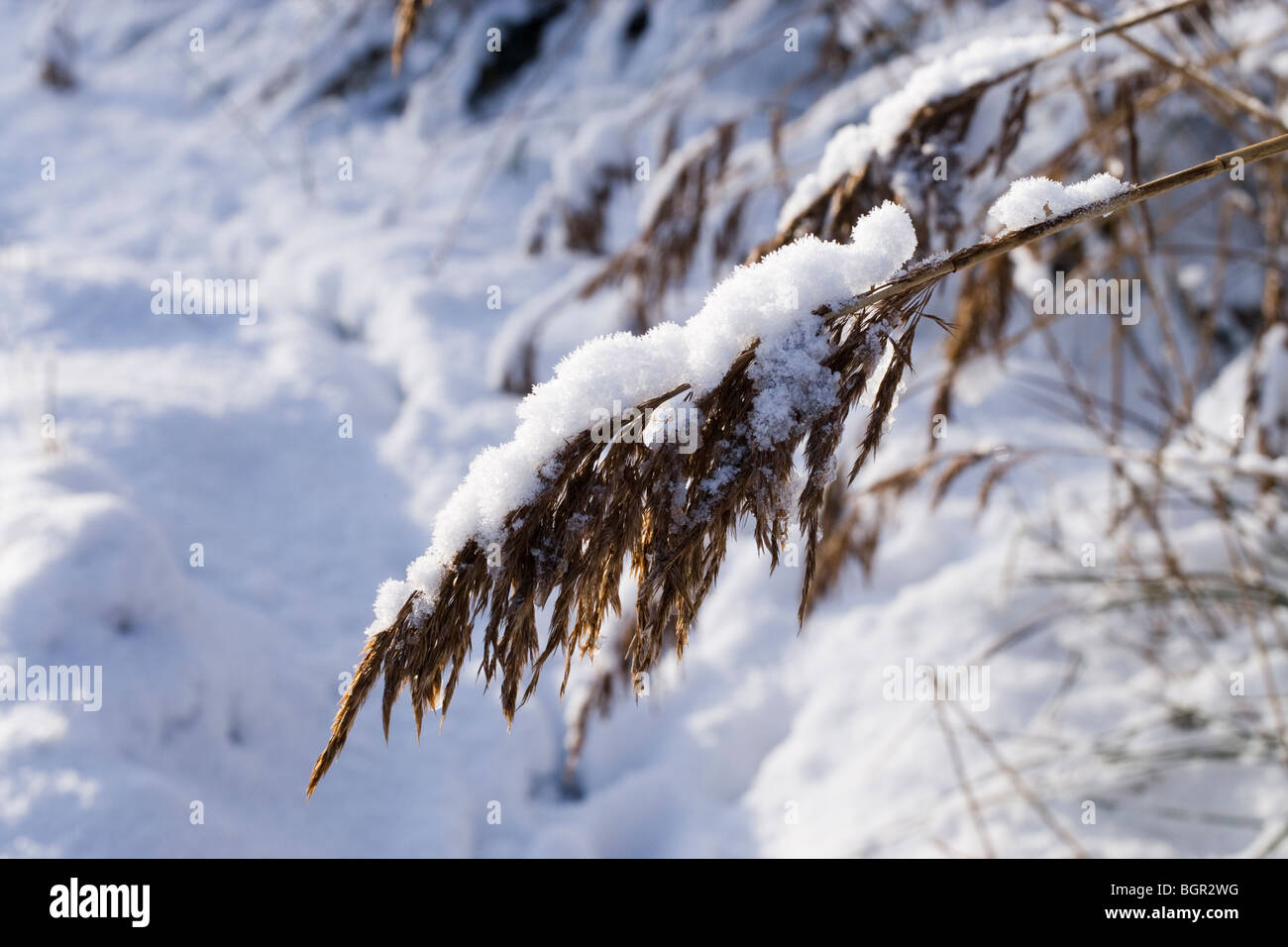 Common reed phragmites communis hi-res stock photography and images - Alamy