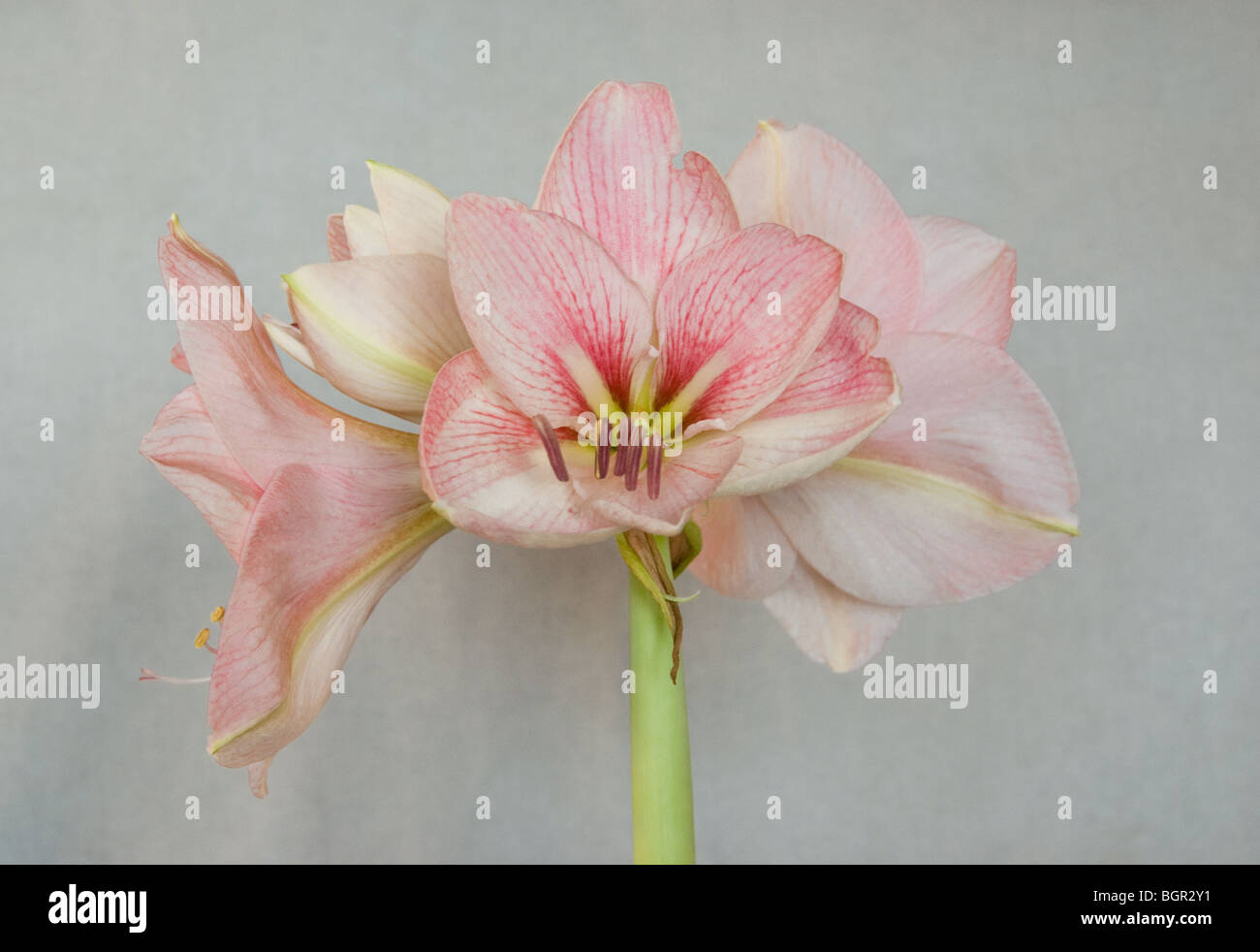 flowers of pink amaryllis Stock Photo - Alamy
