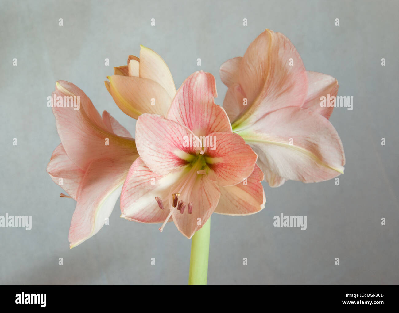 flowers of pink amaryllis Stock Photo - Alamy