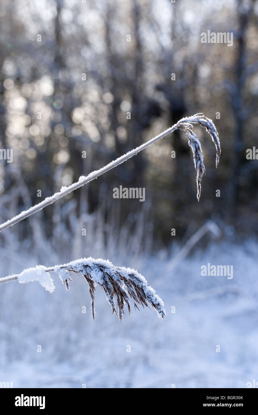Norfolk winter reed beds hi-res stock photography and images - Alamy