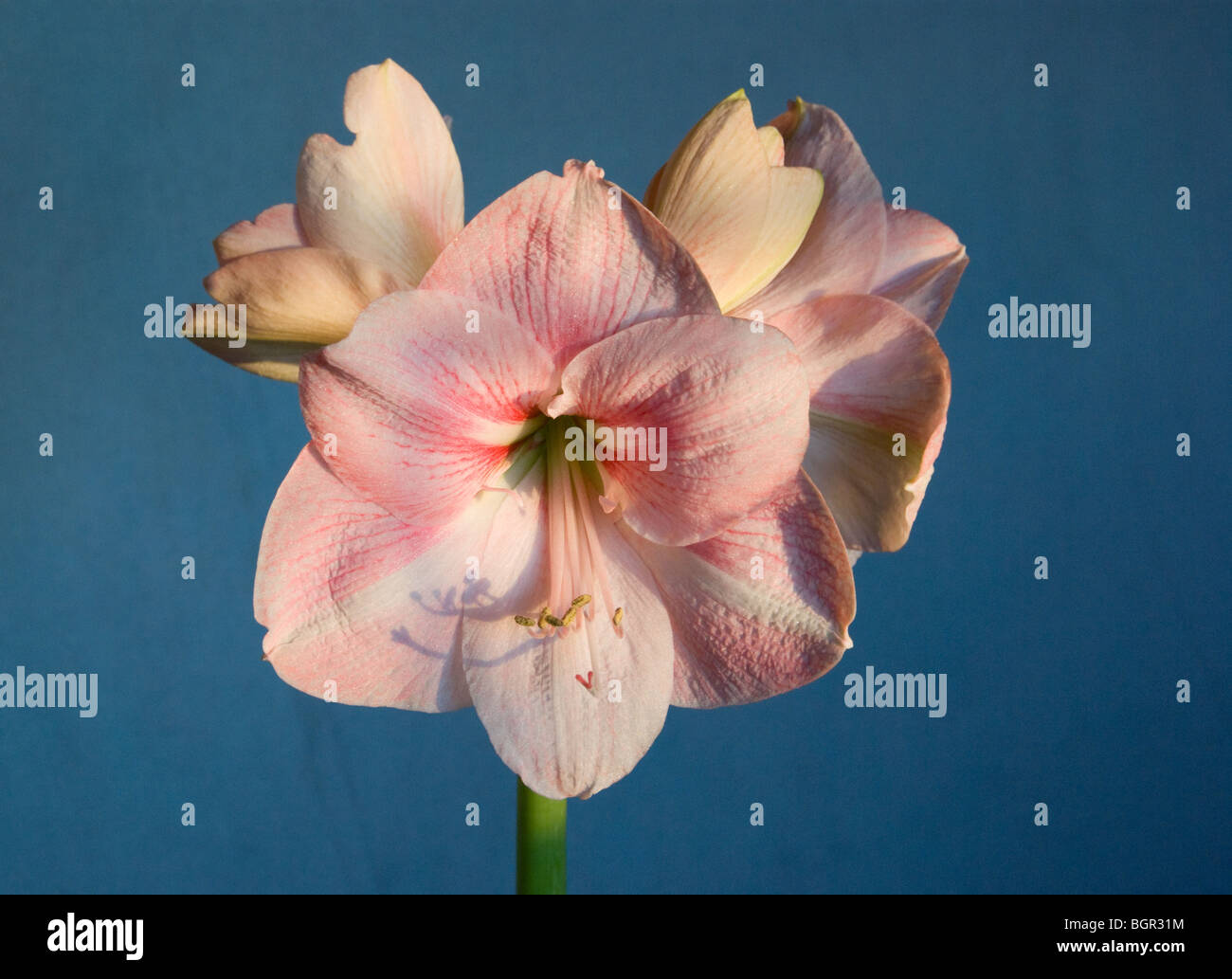 flowers of pink amaryllis Stock Photo - Alamy