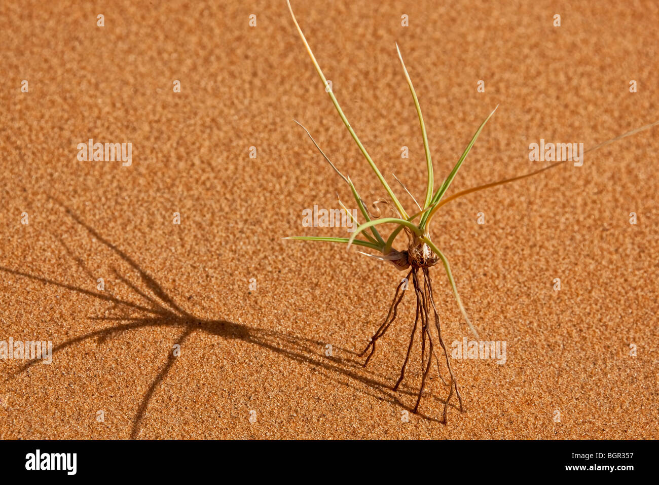 Sahara desert growth hi-res stock photography and images - Alamy