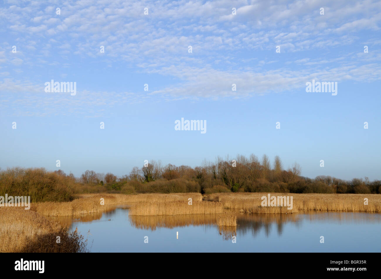 Fowlmere rspb nature reserve hi-res stock photography and images - Alamy