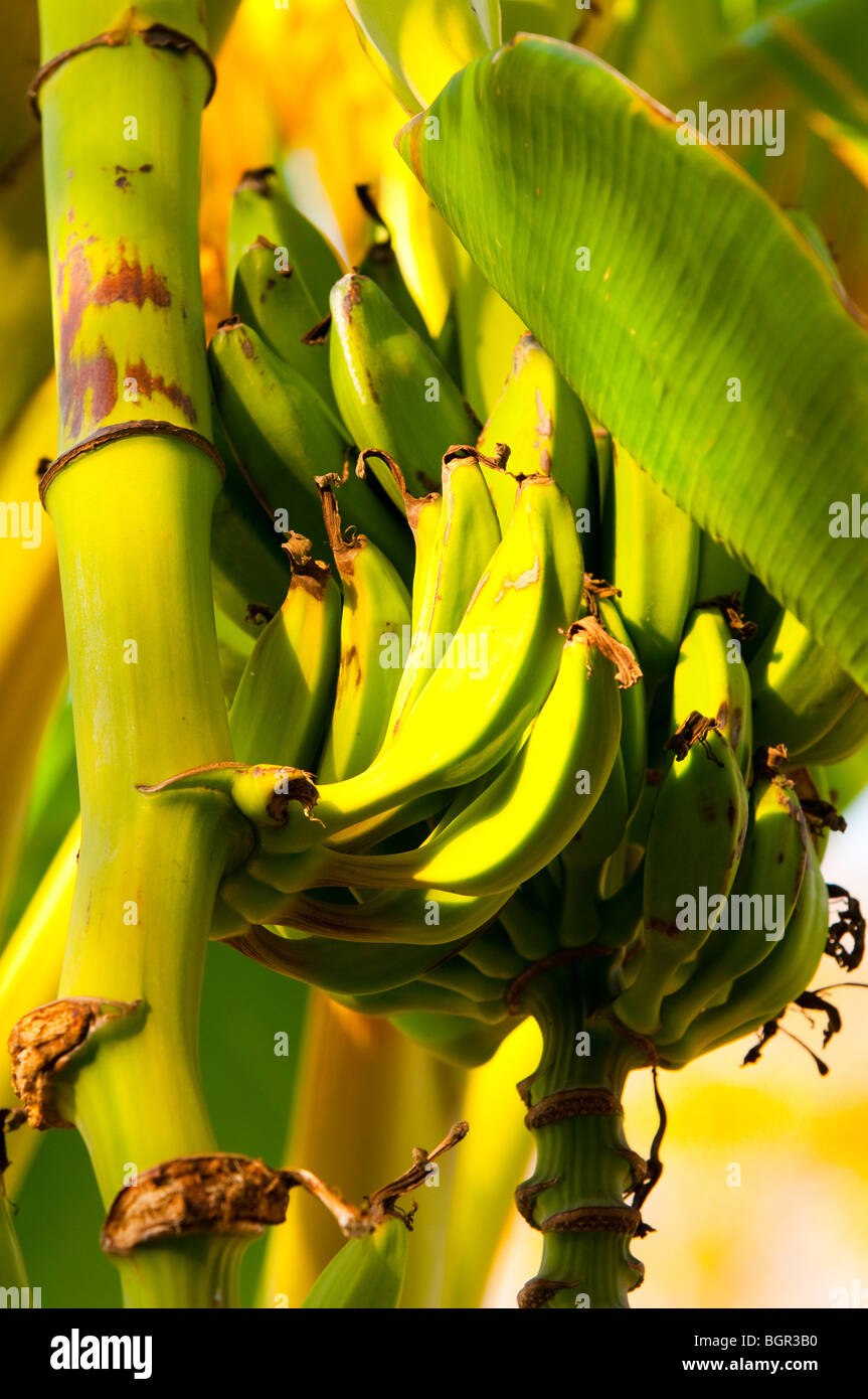 Banana grove hi-res stock photography and images - Alamy