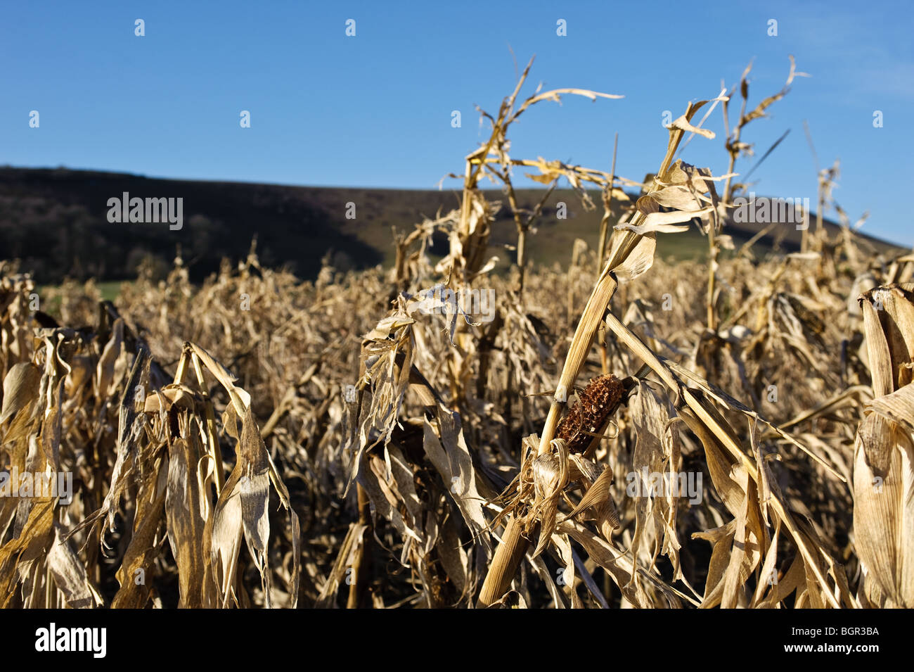 Dead corn hi-res stock photography and images - Alamy