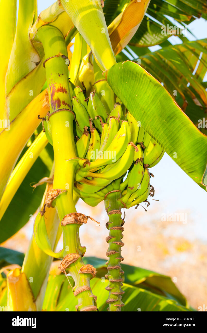 Banana grove hi-res stock photography and images - Alamy