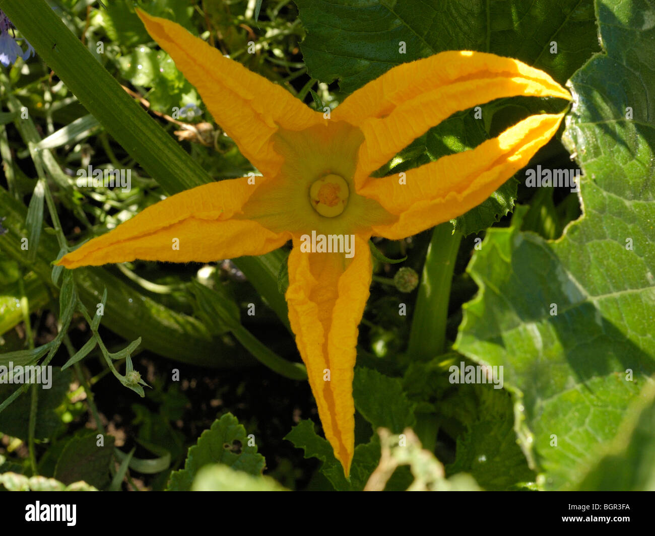 Marrow or Courgette, cucurbita pepo] Stock Photo - Alamy