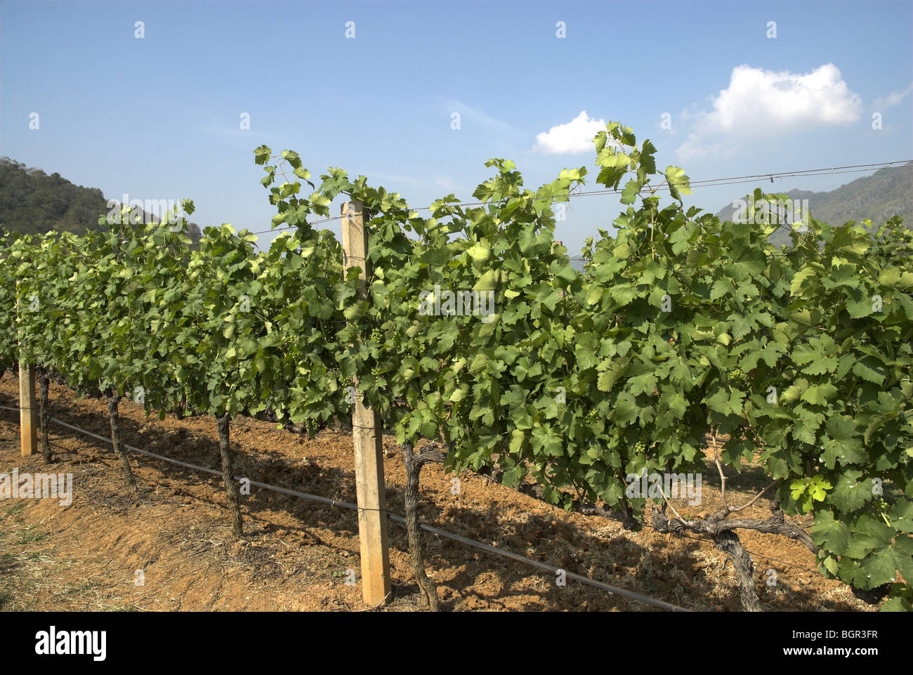 Granmonte Estate, Asoke Valley, Khao Yai,Thailand Stock Photo - Alamy