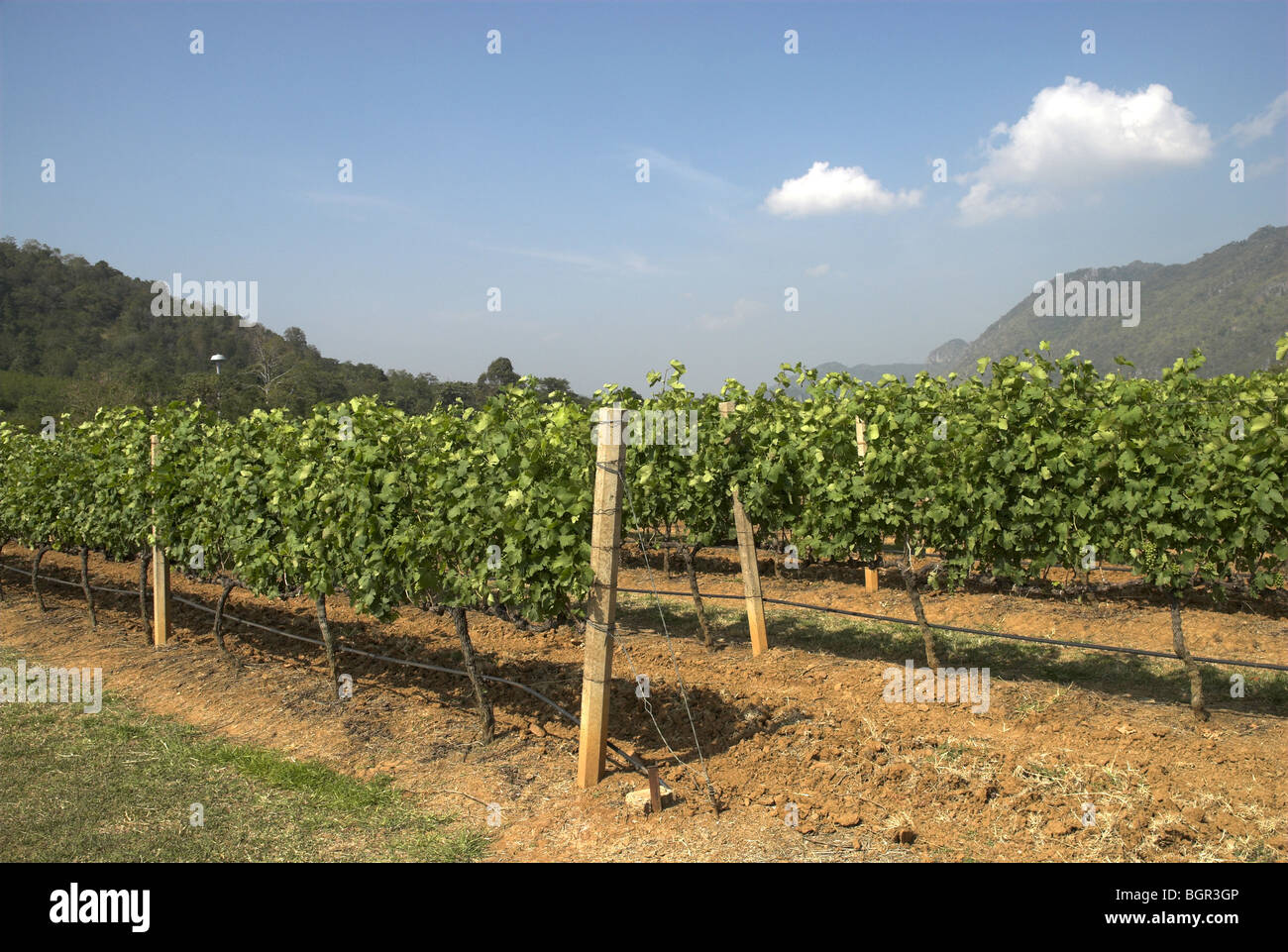 Granmonte Estate, Asoke Valley, Khao Yai,Thailand Stock Photo - Alamy