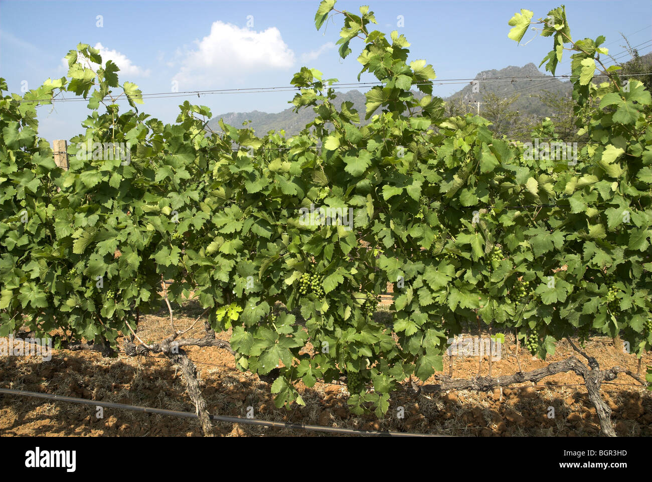 Granmonte Estate, Asoke Valley, Khao Yai,Thailand Stock Photo - Alamy
