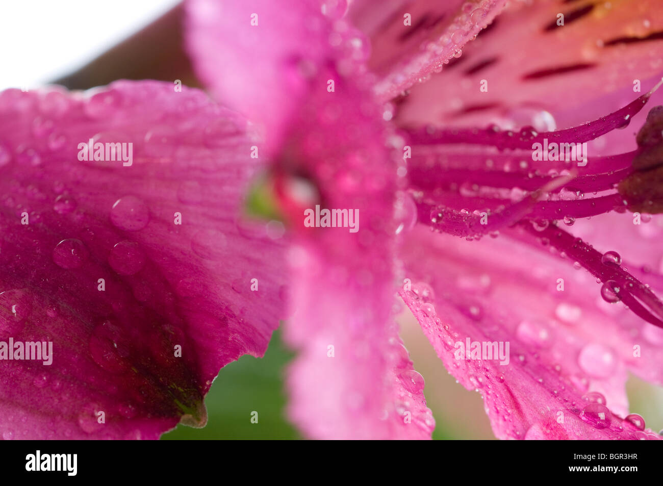 Alstroemeria/ Flower and drop dew Stock Photo - Alamy
